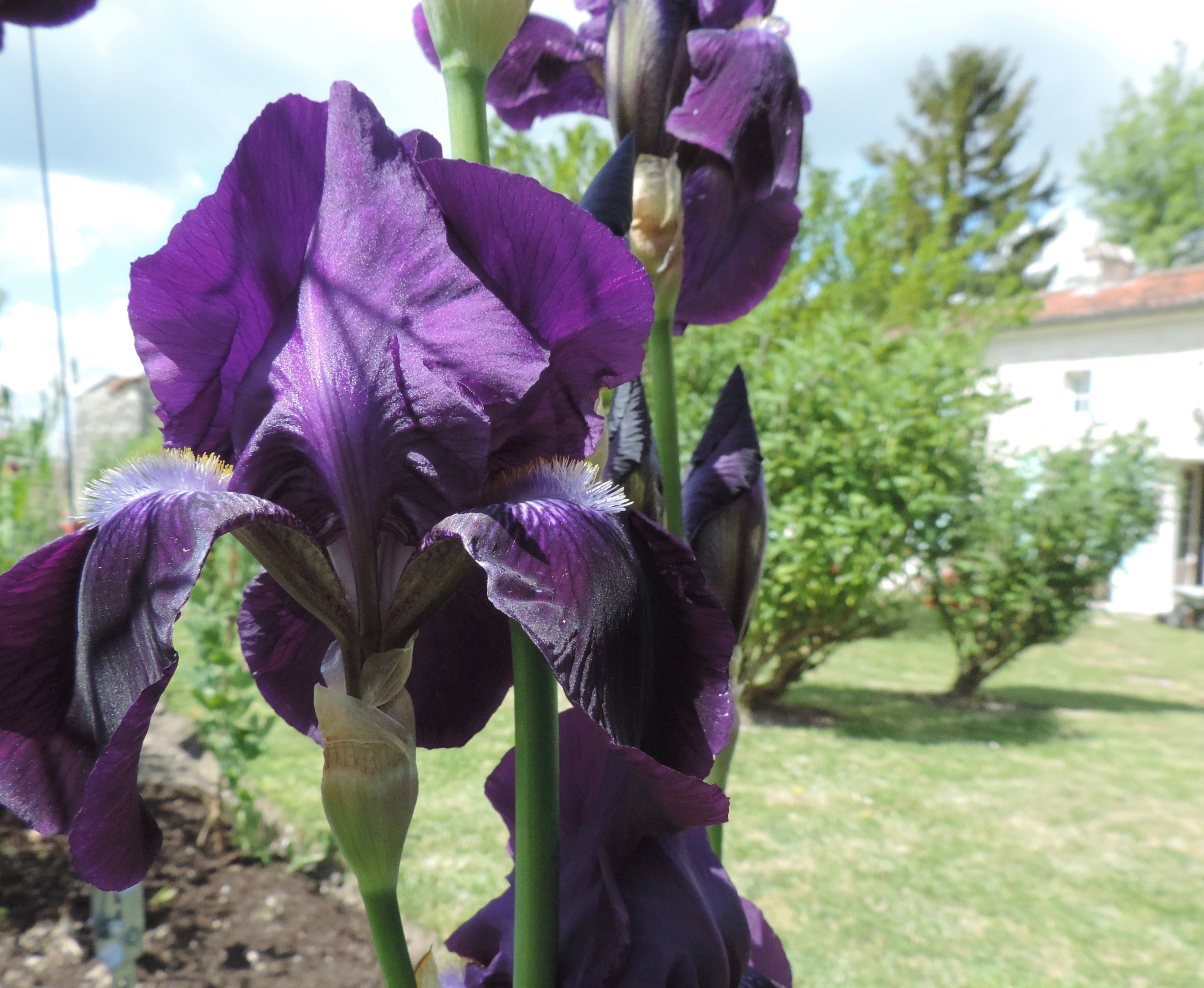 Iris – bringing hope by opening channels of communication | Heroes Not ...