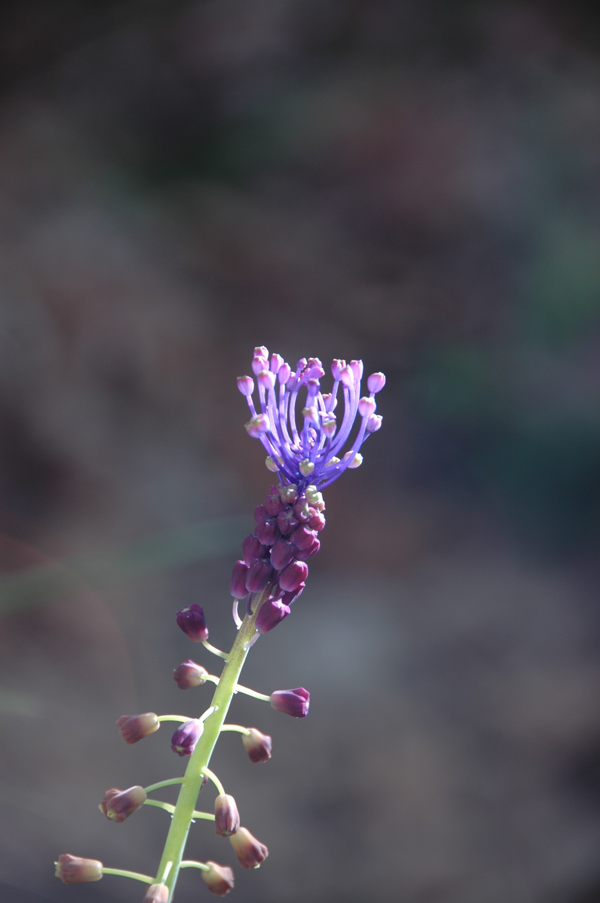 The plant world amazes me | Heroes Not Zombies