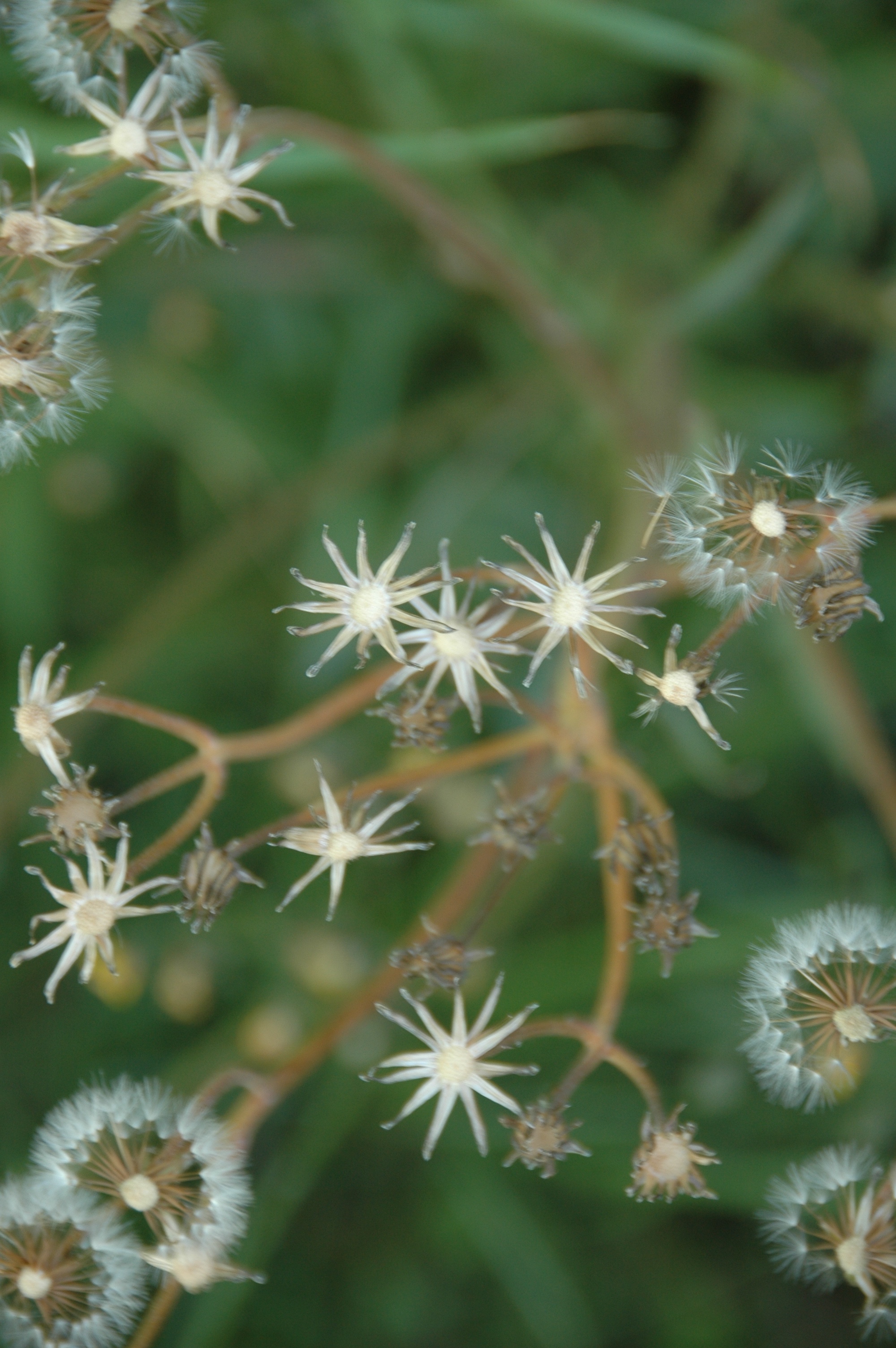 Seeds and stars | Heroes Not Zombies