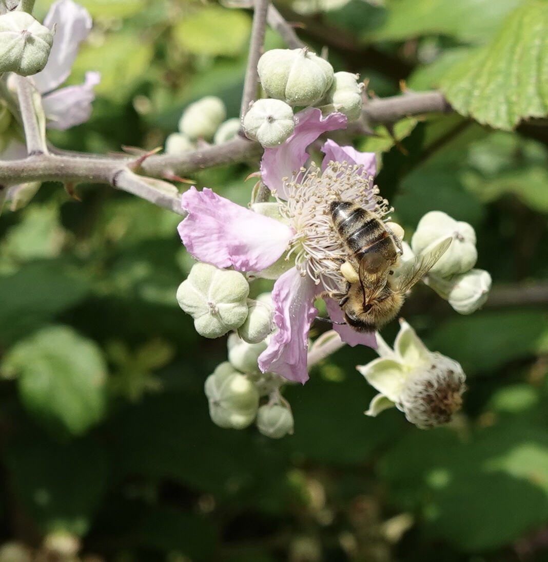 Nectar and pollen | Heroes Not Zombies